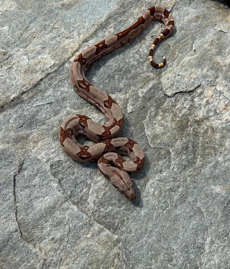 Hypo, Jungle, 50% Quad Het, Sharp, Khal, Leopard, Anery Type 1 Boa ...