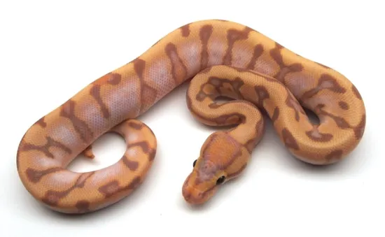 Banana Hidden Gene Woma Enchi Ball Python by Kicks Balls