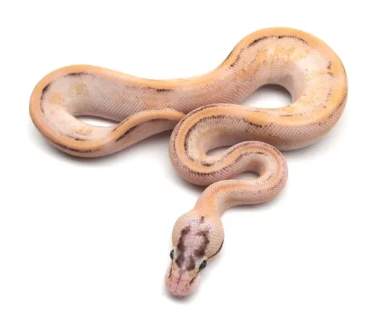 Firefly Super Stripe Ball Python by Kicks Balls