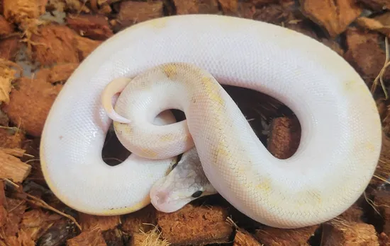 Pastel Champagne Yellow Belly Ball Python by Kicks Balls