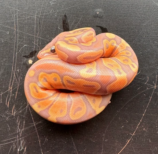Banana "Nemo" Het Clown Het Pied Het Hypo 50% Ultramel Male Ball Python ...
