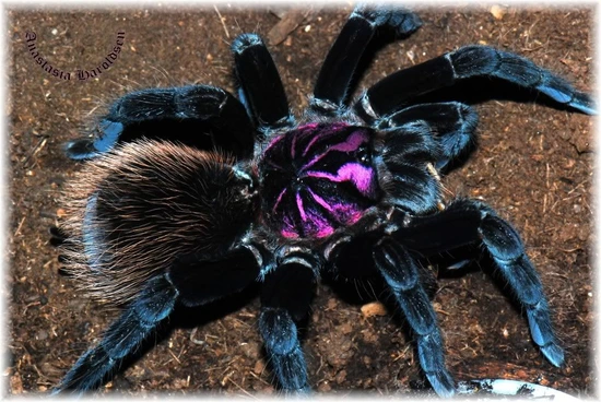 💜🕷️ Amazon Blue Bloom – Xenesthis Intermedia 2"+🕸️💙 Tarantula by The ...