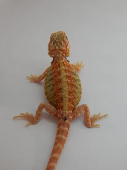 Female Hypo Trans Color Stripe Central Bearded Dragon by Kids and Dragons