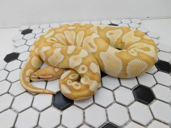 Banana Pastel Butter Ball Python by Kids and Dragons