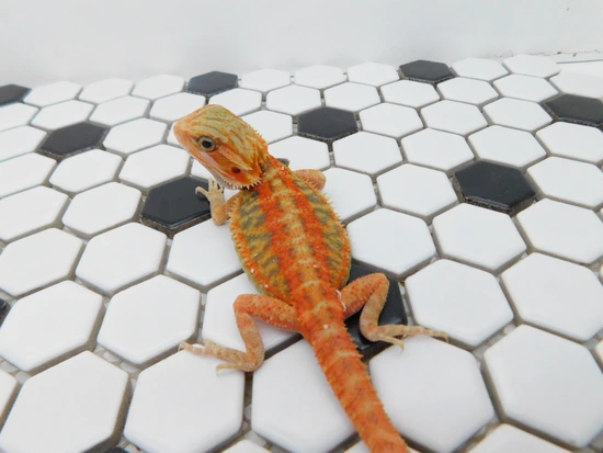Hypo Trans Color Stripe Central Bearded Dragon by Kids and Dragons