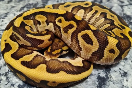 Leopard Lesser Ball Python by KLA Exotics
