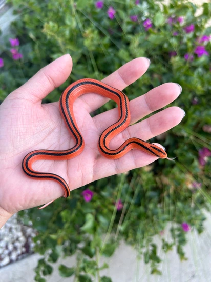Male O. Coxi Bamboo Rat Snake by Exotic Entities
