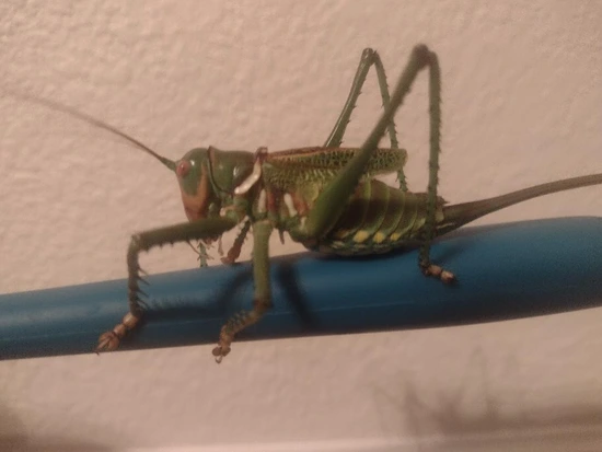 Giant Arid Land Katydids (Neobarretia Spinosa) More Invertebrate by Big ...