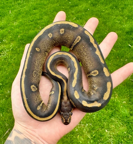 Super Wookie Het Hypo Ball Python by Windy City Morphs