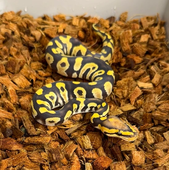 Chocolate Yb Dg Crypton Ball Python by Windy City Morphs