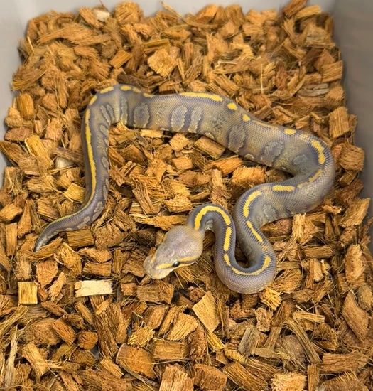 Stranger Chocolate Hypo Het Dg Ball Python by Windy City Morphs