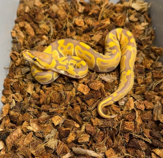 Ultramel Crypton Ball Python by Windy City Morphs