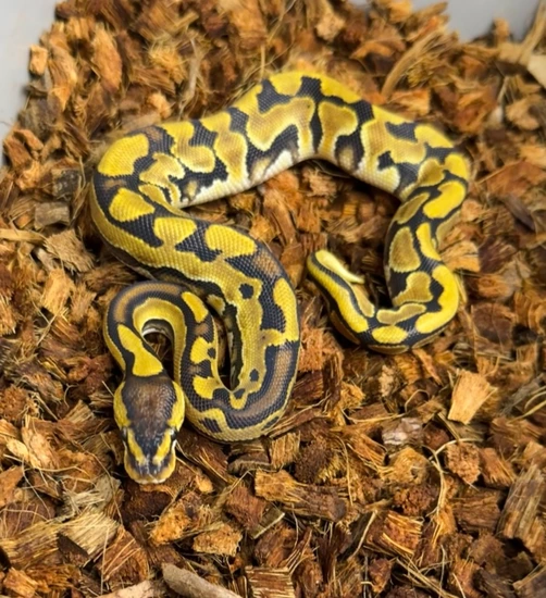 1.0 Puzzle Het Hypo 0.1 Puzzle Ball Python by Windy City Morphs