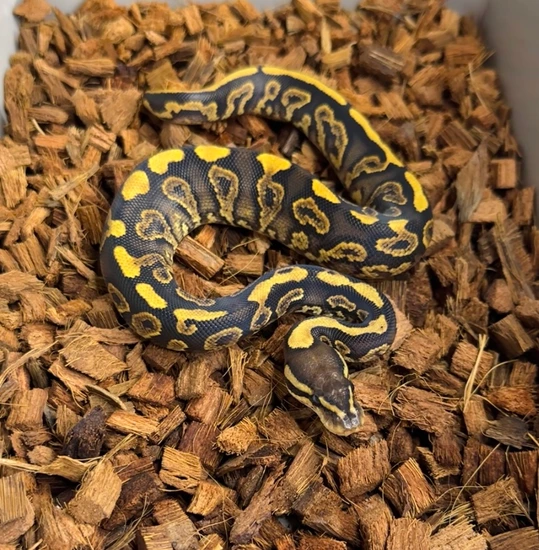 Barnhart Black Pastel Yb Triple Het Vpi Ax, Dg, Clown Ball Python by ...