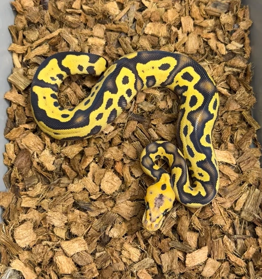 Leopard Yb Lace Clown Ball Python by Windy City Morphs