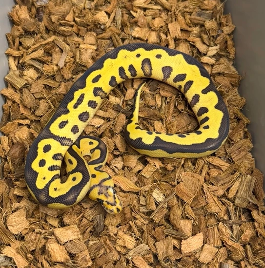Leopard Lace Clown Ball Python by Windy City Morphs