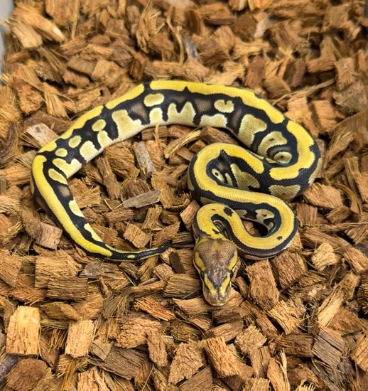 Cypress Harlequin Calico Crypton Het Dg Ball Python by Windy City Morphs
