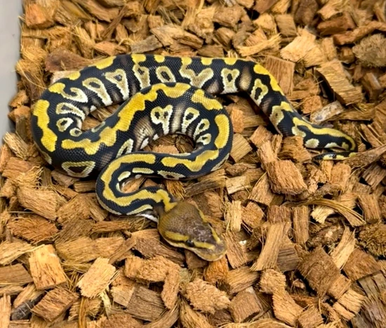 1.0 Cypress Crypton Het Dg, 0.1 Spotnose (Chocolate) Crypton Het Dg ...