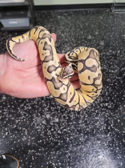 Super Pastel 100% Het Zebra Ball Python by King James Exotics