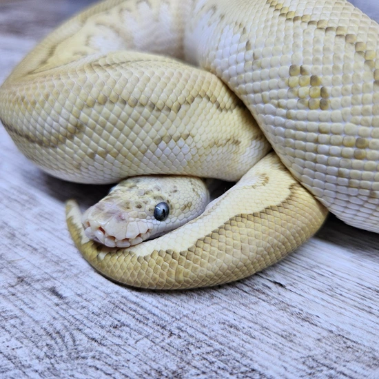 Pastel Black Head Lesser Clown Ball Python by Eccentric Reptiles