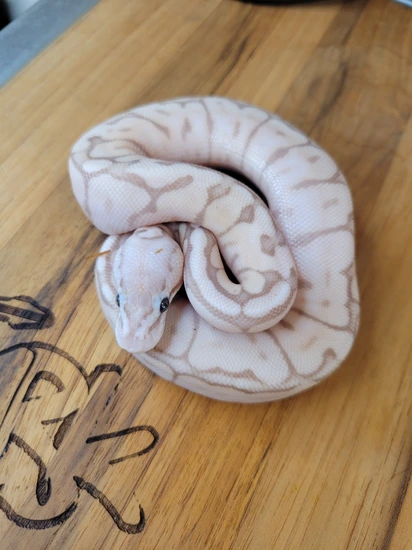 Pewter Bee 66% Het Clown #2 Ball Python by Kinky Link Ball Pythons