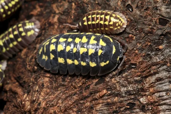 10 Yellow Spotted Armadillidium Gestroi Isopods by SNK Kreatures