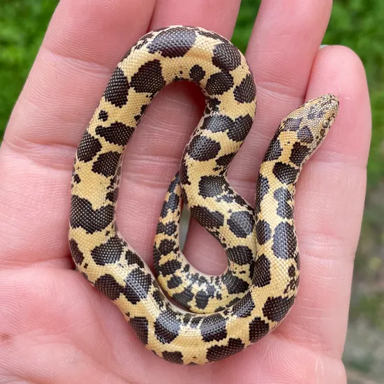 Yellow Normal Kenyan Sand Boa by SNK Kreatures