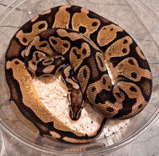 Female Pastel Ball Python by SNK Kreatures