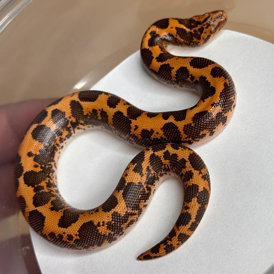 Normal Female Kenyan Sand Boa by SNK Kreatures