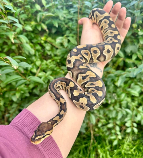 Crypton Ball Python by Ohana Exotics