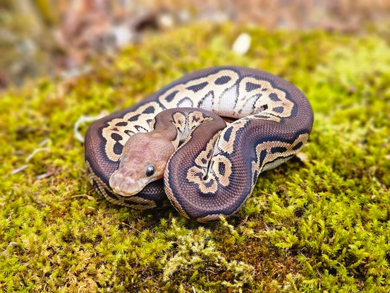 Cinnamon Clown Ball Python by The Royal Python Collective