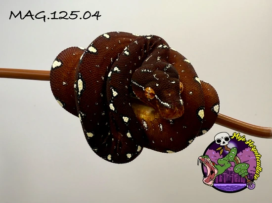 2025 Cyclops X Aru/Jayapura Green Tree Python by Mojo Herpetoculture