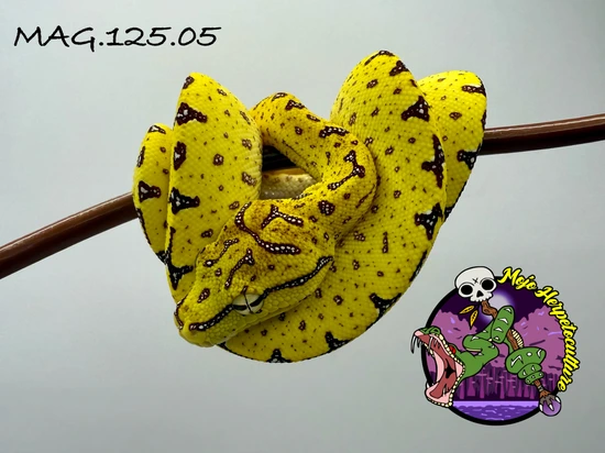 2025 Cyclops X Aru/Jayapura Green Tree Python by Mojo Herpetoculture