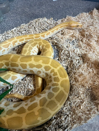 Hypo Caramel Het Granite Burmese Python by Kj_morphs