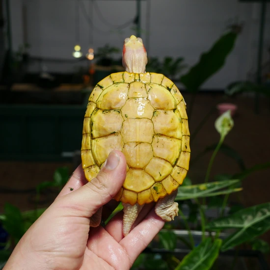 Proven Albino Red Eared Slider Slider Turtle by Albino Shells