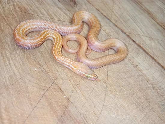 T+ Albino, Cape (African) House Snake - 2024 Male by KJUN Snakehaven ...