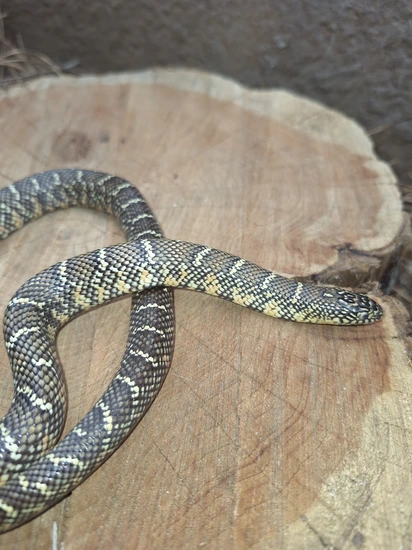 Florida (Brook's) Kingsnake - Female, Het Lavender Albino. CB2024 Florida Kingsnake by KJUN ...