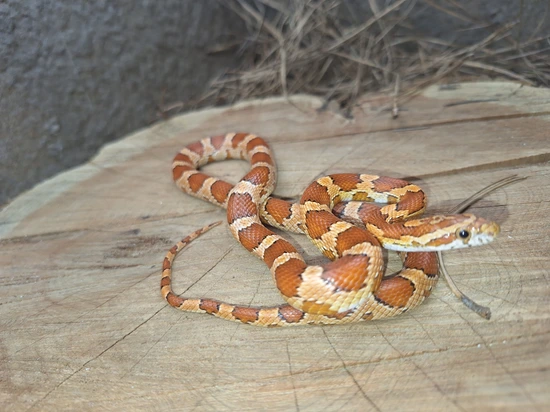 Classic Corn Snake. CB 2024. Female. Het Scaleless. PH Albino, Hypo ...