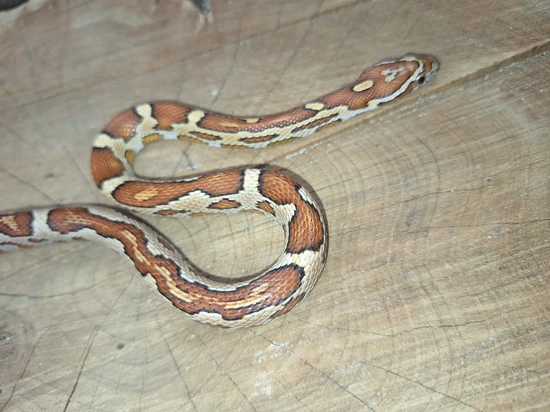 Buf ~50% ZagTec, Corn Snake, CB 2024, Female. Het Albino. Poss Halo. PH Motley by KJUN ...