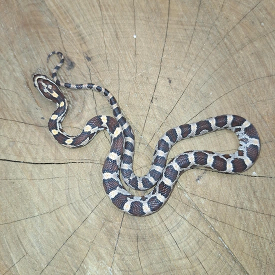 Okeetee Corn Snake, CB2025. PH Anerythristic, Scaleless, Amelanistic by ...