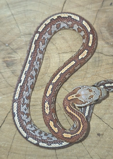 Tessera Corn Snake Het Amelanism, Diffused/blood, & Anerythristic. Male ...