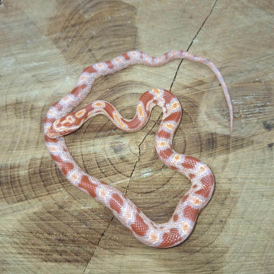 Albino / Reverse Okeetee, Fluorescent Albino. Corn Snake by KJUN ...