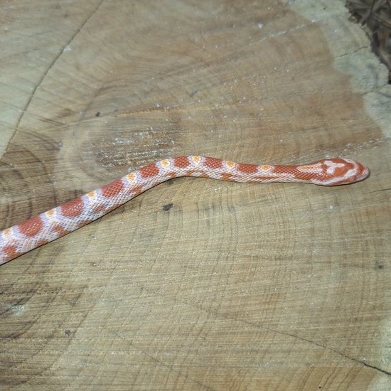 Albino / Reverse Okeetee, Fluorescent Albino. Corn Snake by KJUN ...