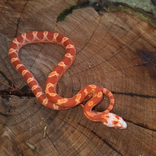 Fire / Cayenne Corn Snakes (Amelanistic + Diffused + Red Factor), 66% ...