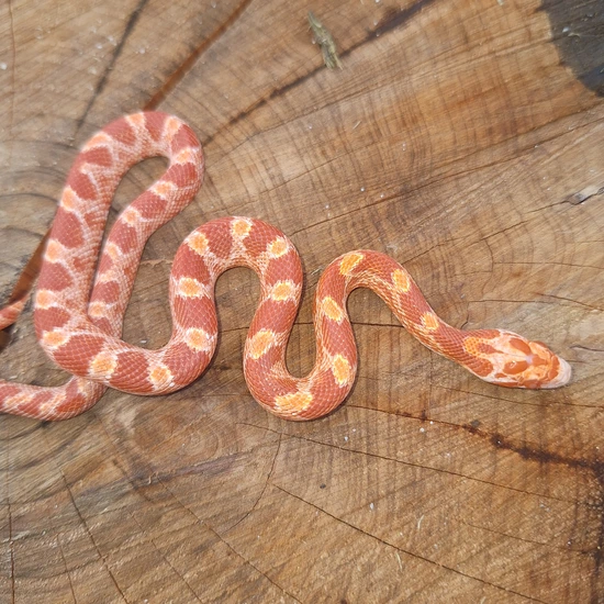 Fire / Cayenne Corn Snakes (Amelanistic + Diffused + Red Factor), 66% ...