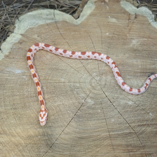 Albino / Reverse Okeetee, Fluorescent Albino. Cornsnake Corn Snake by ...
