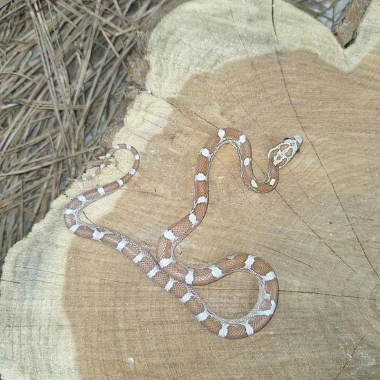 Amber Bloodred (Hypo + Caramel + Diffused + Masque) Corn Snake. Het ...