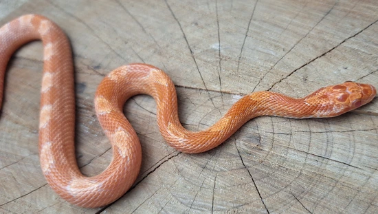 Amelanistic Diffused Kastanie (Rosy/chestnut Blood Corn Snake) by KJUN ...