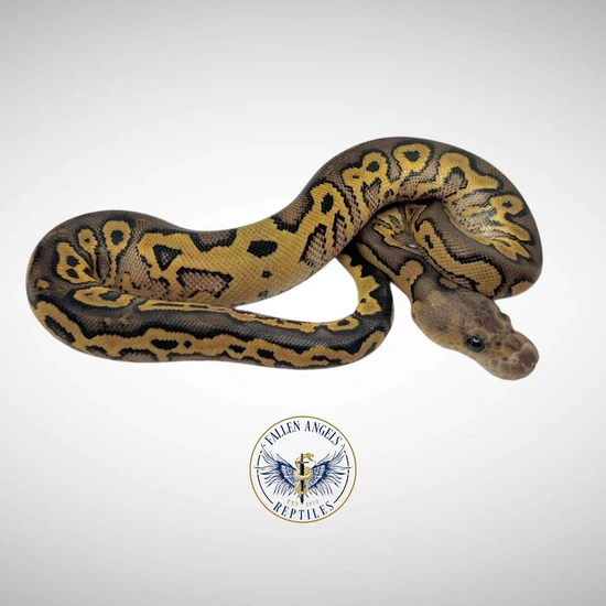 Black Pastel Yellowbelly Clown Ball Python by Fallen Angels Reptiles