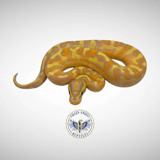 Banana Enchi Super Asphalt Ball Python by Fallen Angels Reptiles
